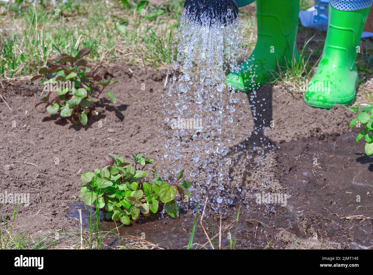 Watering peppermint with watering can in garden. transplanting and ...