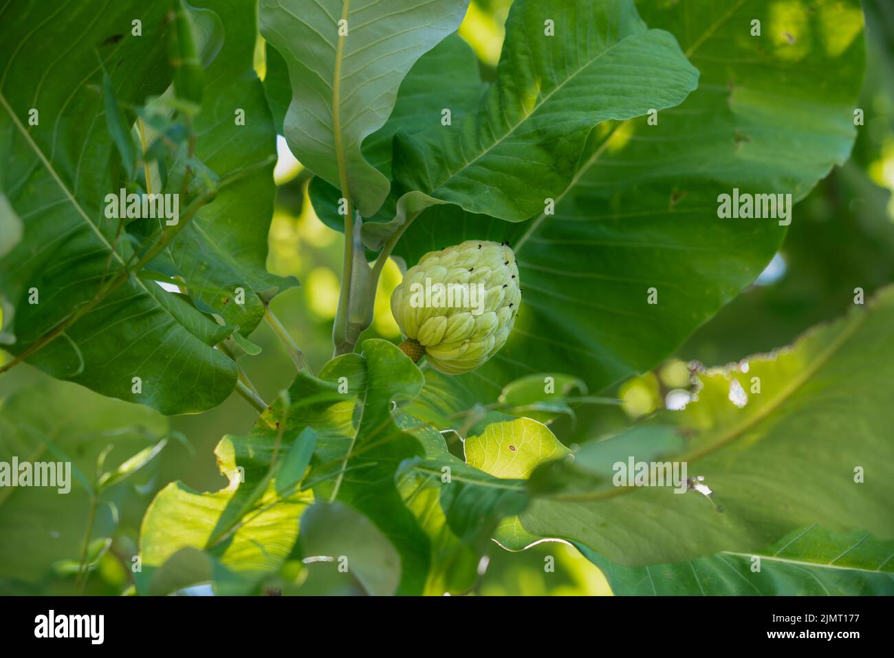 detailed closeup of a cherimoya, chirimola or chirimuya (Annona ...