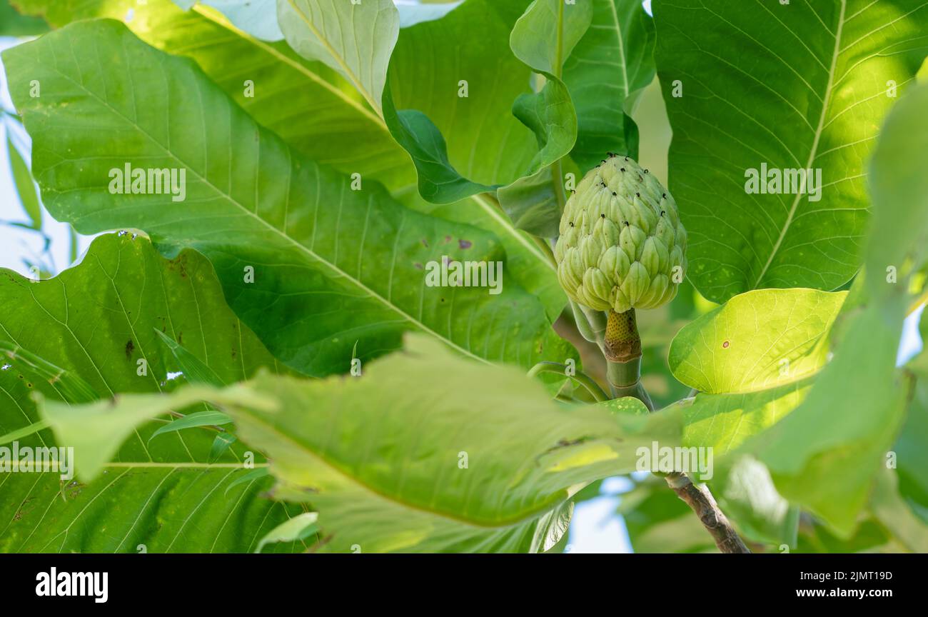 detailed closeup of a cherimoya, chirimola or chirimuya (Annona ...