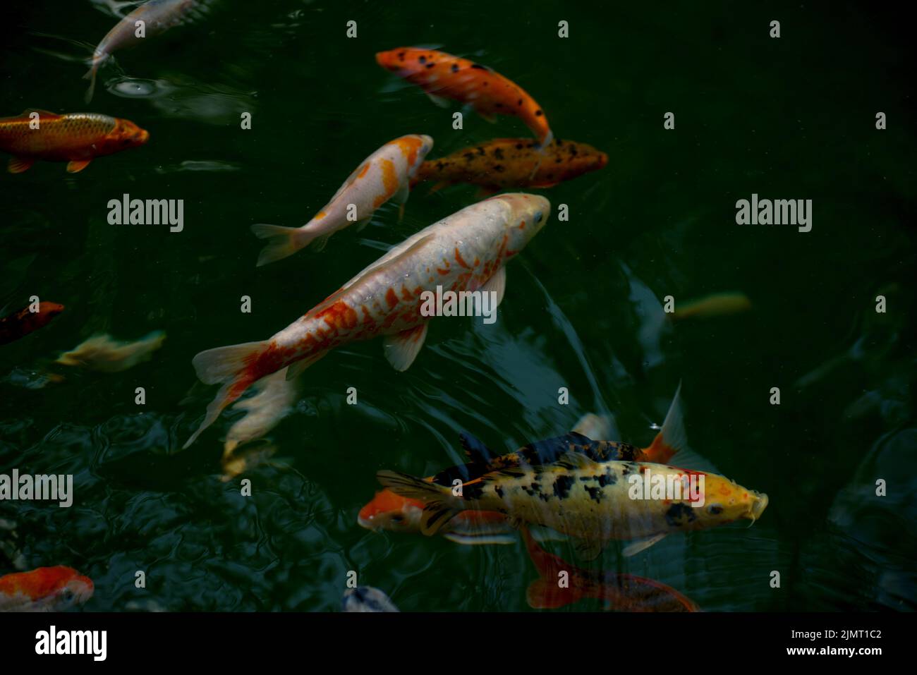 Fish Carp Koi in the clean water of the puddle. Freshwater decorative ...
