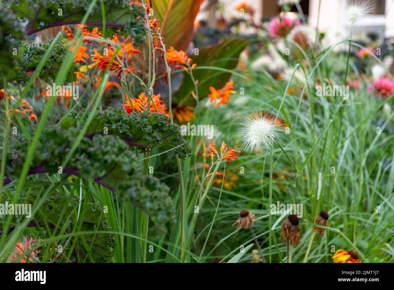 Different types of plants hi-res stock photography and images - Alamy
