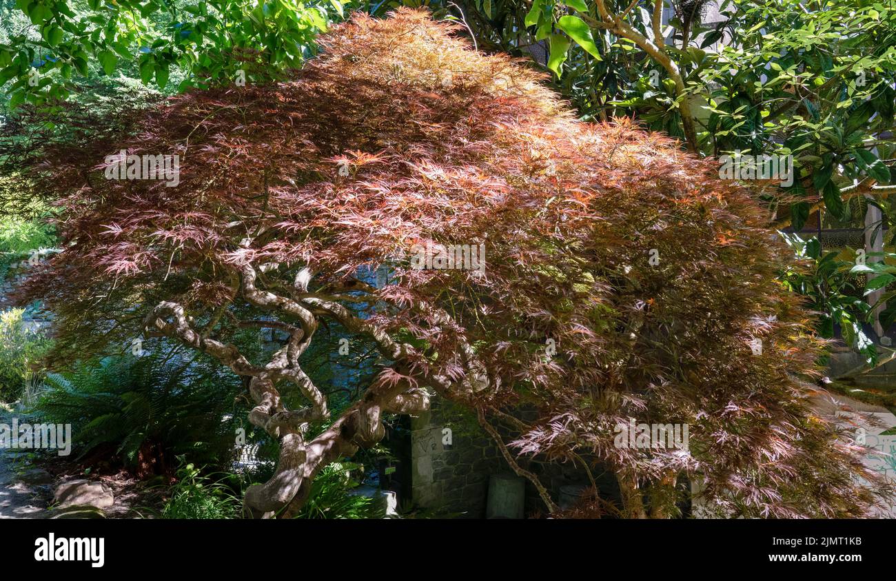 Beautiful mature walled garden hi-res stock photography and images - Alamy
