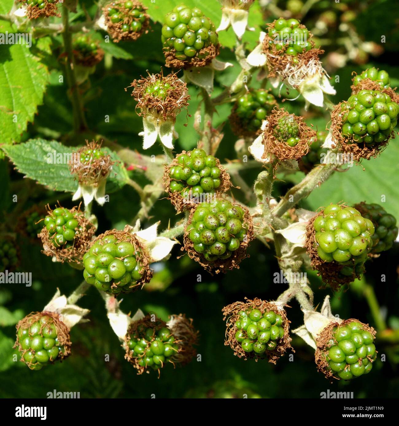 Wild bright green unripe blackberry fruits growing on a bush in early ...