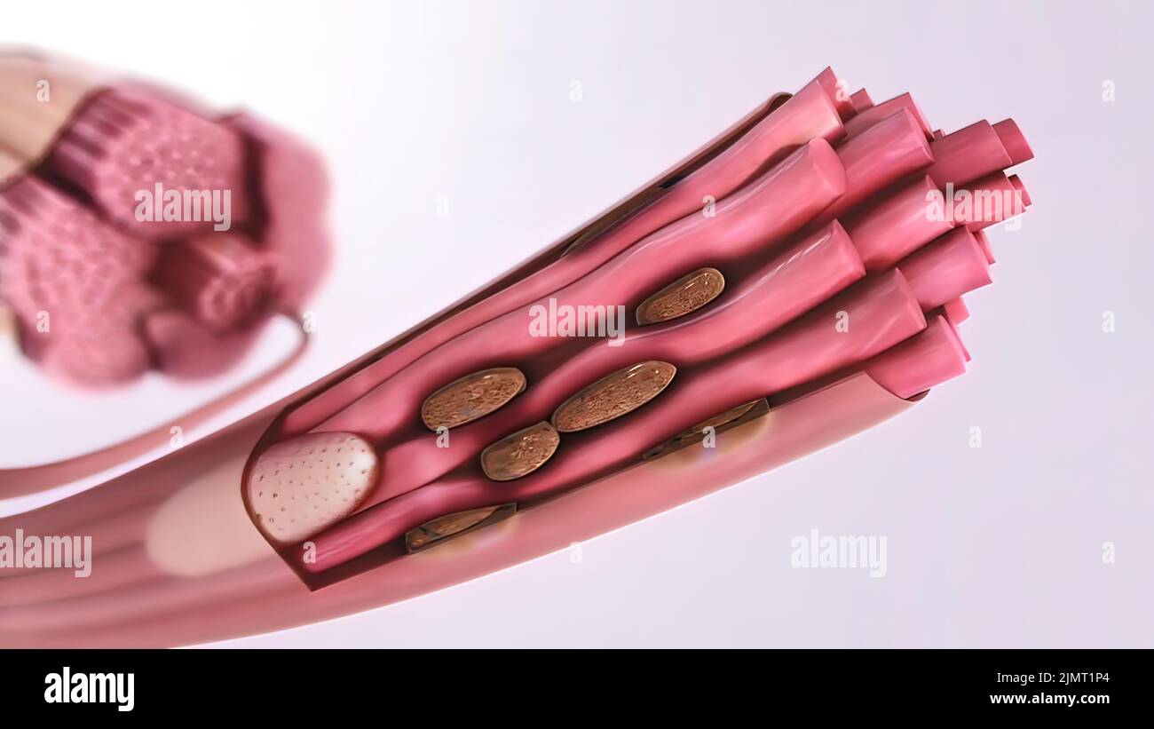 Axon muscle hi-res stock photography and images - Alamy