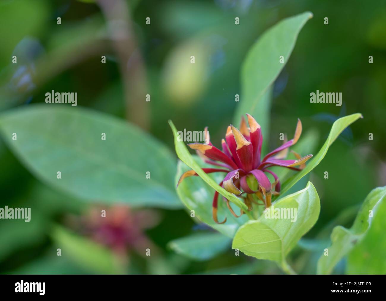 detailed closeup of Calycanthus floridus, commonly known as the eastern ...