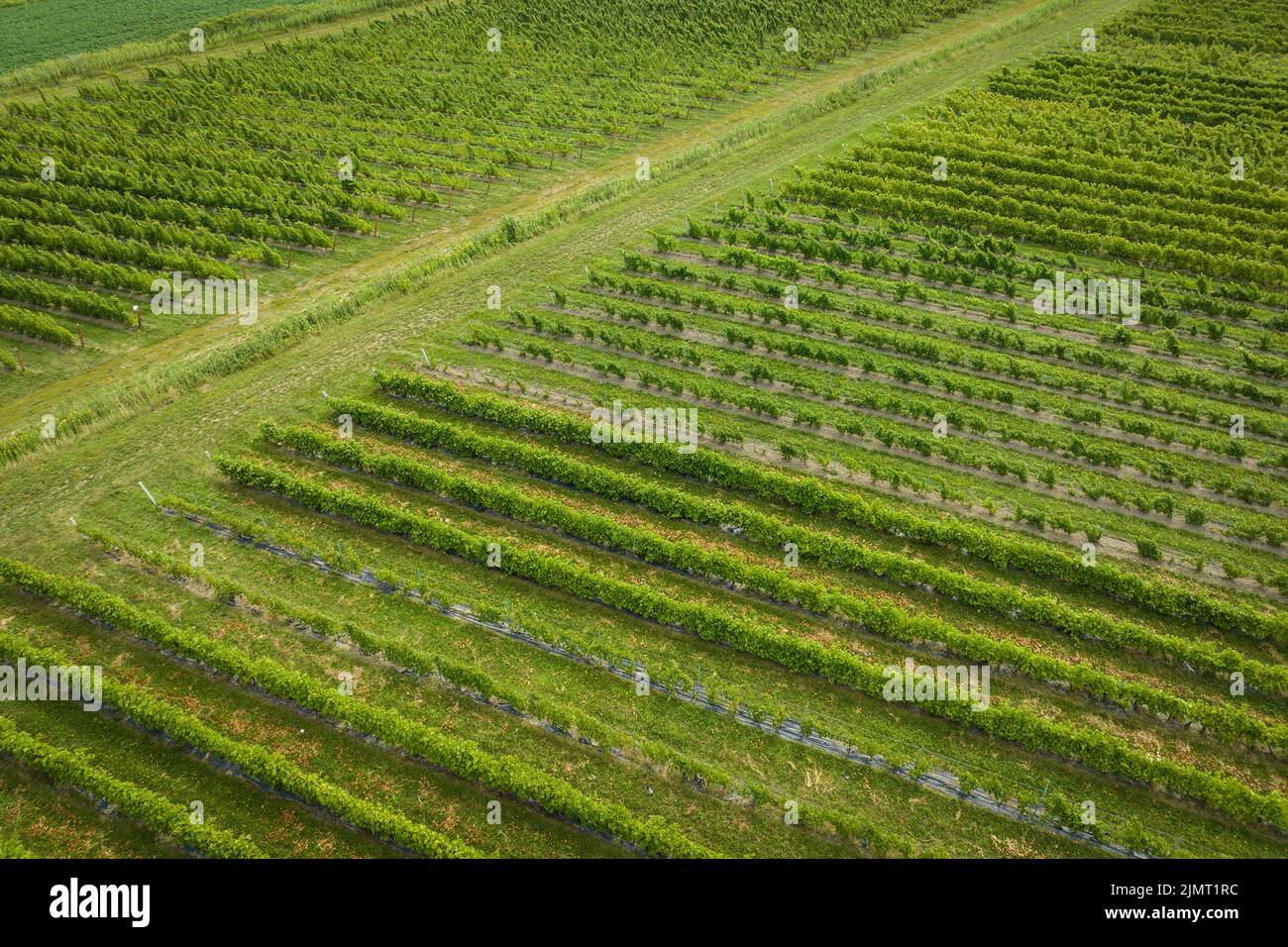 Aerial view of a vineyard in the St. Lawrence Valley, Quebec, Canada ...