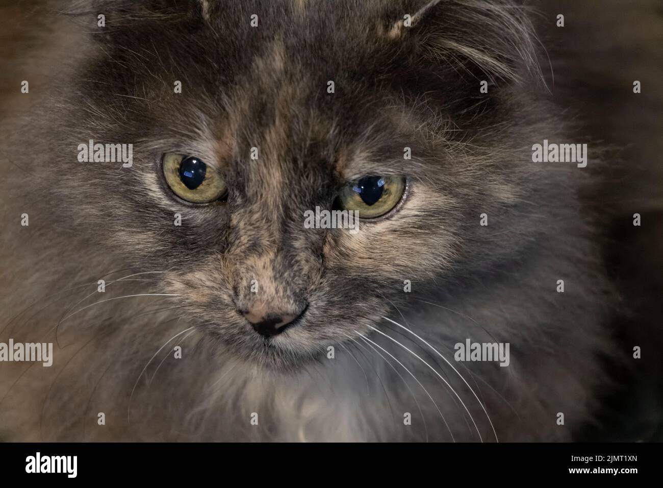 Close up of a gray, long haired cat Stock Photo - Alamy