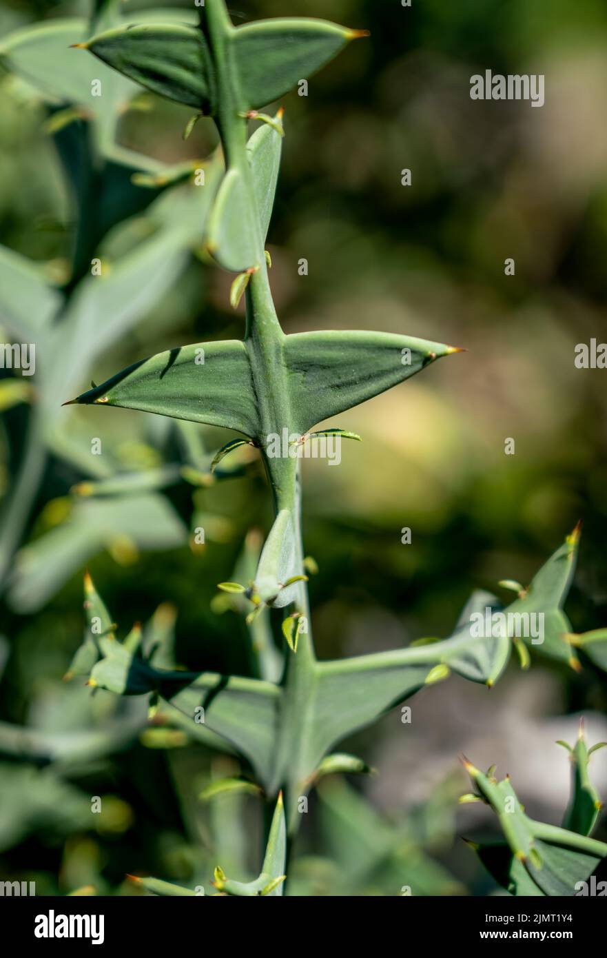 detailed close up of Colletia paradoxa Stock Photo - Alamy