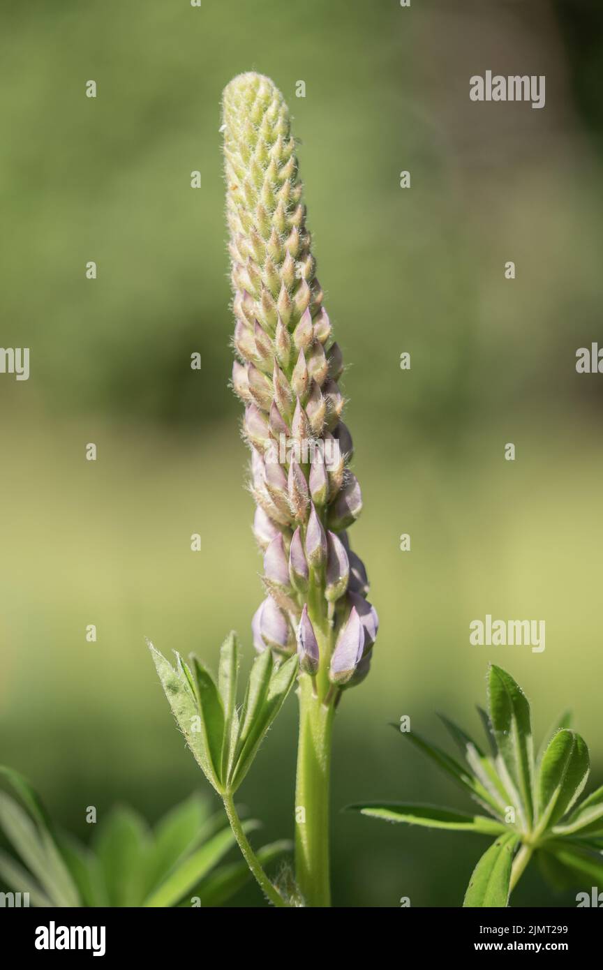 Lupinenbla tter hi-res stock photography and images - Alamy