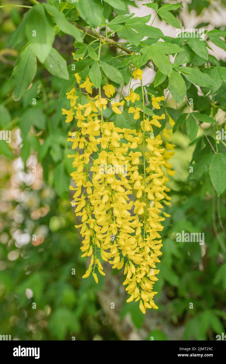 Ordinary laburnum hi-res stock photography and images - Alamy