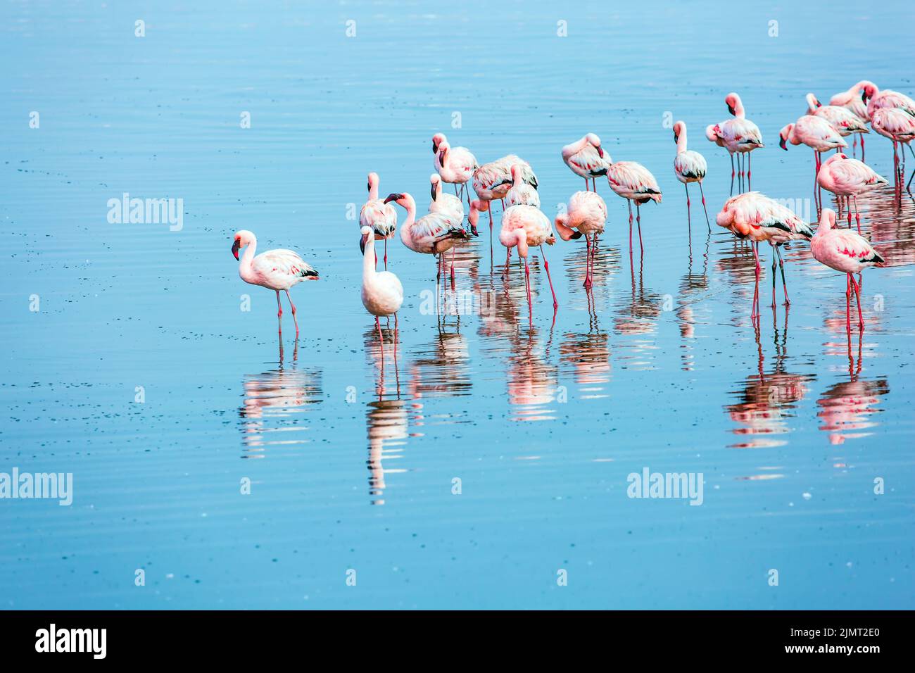 Flock beautiful flamingos in hi-res stock photography and images - Alamy