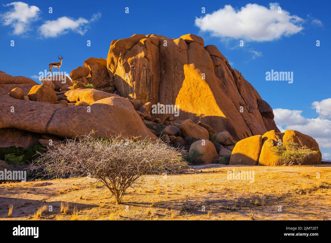 Antelope springbok in the Namib desert Stock Photo - Alamy
