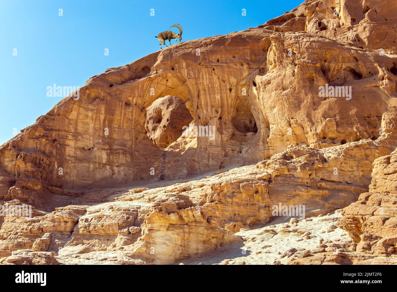 Curled horns hi-res stock photography and images - Alamy