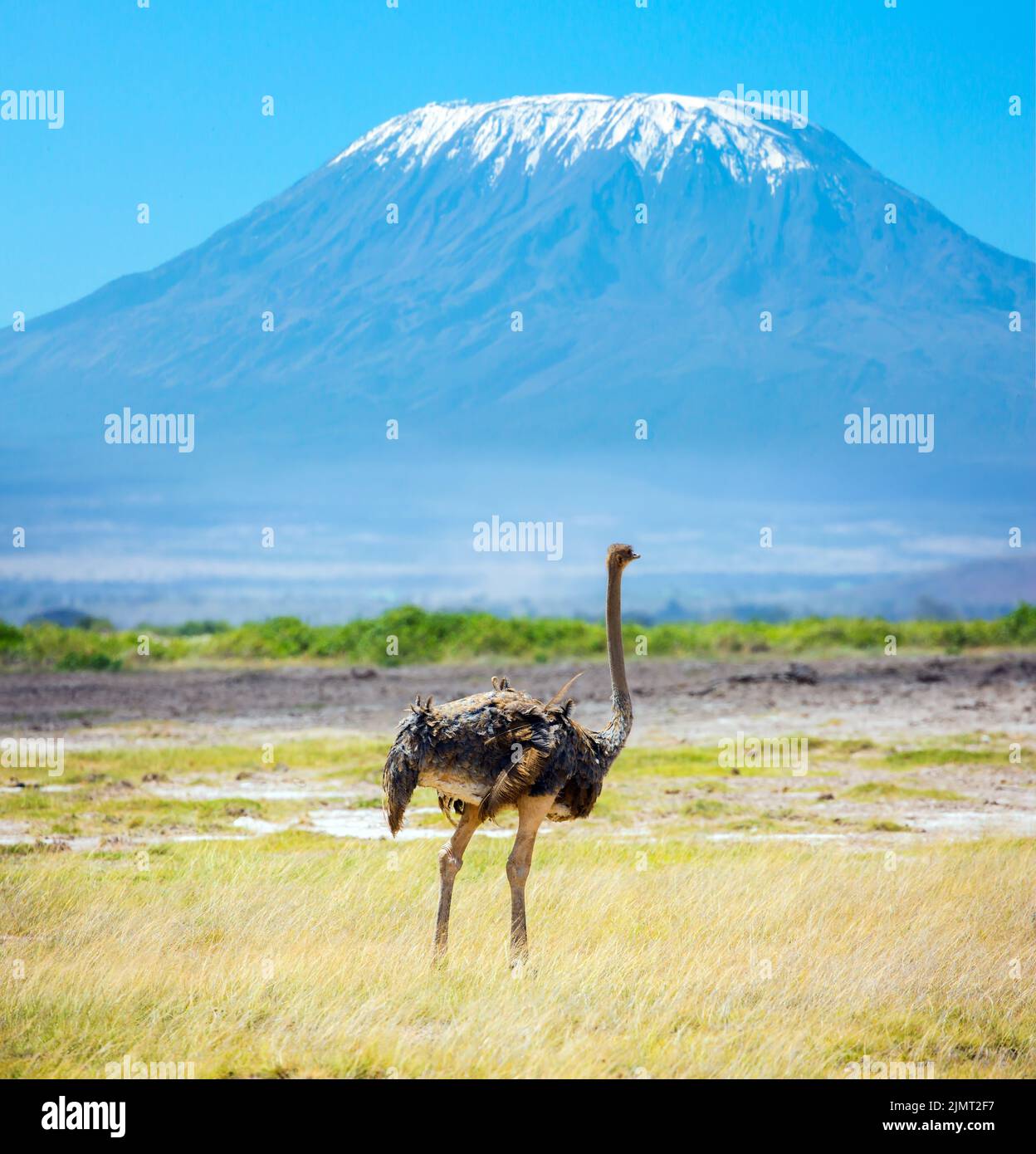 African ostrich grazing Stock Photo - Alamy