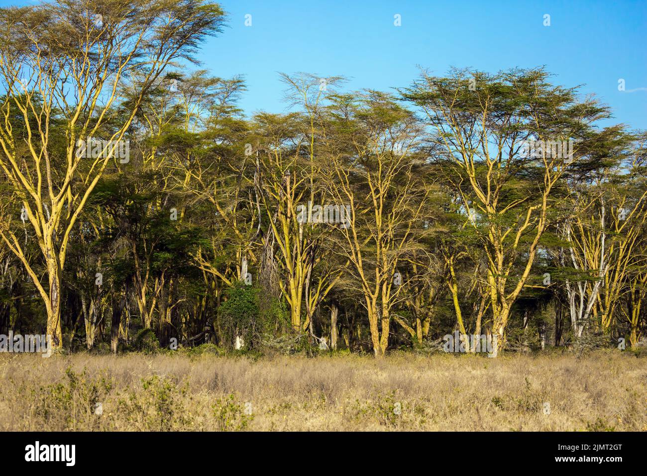 Desert thickets hi-res stock photography and images - Alamy