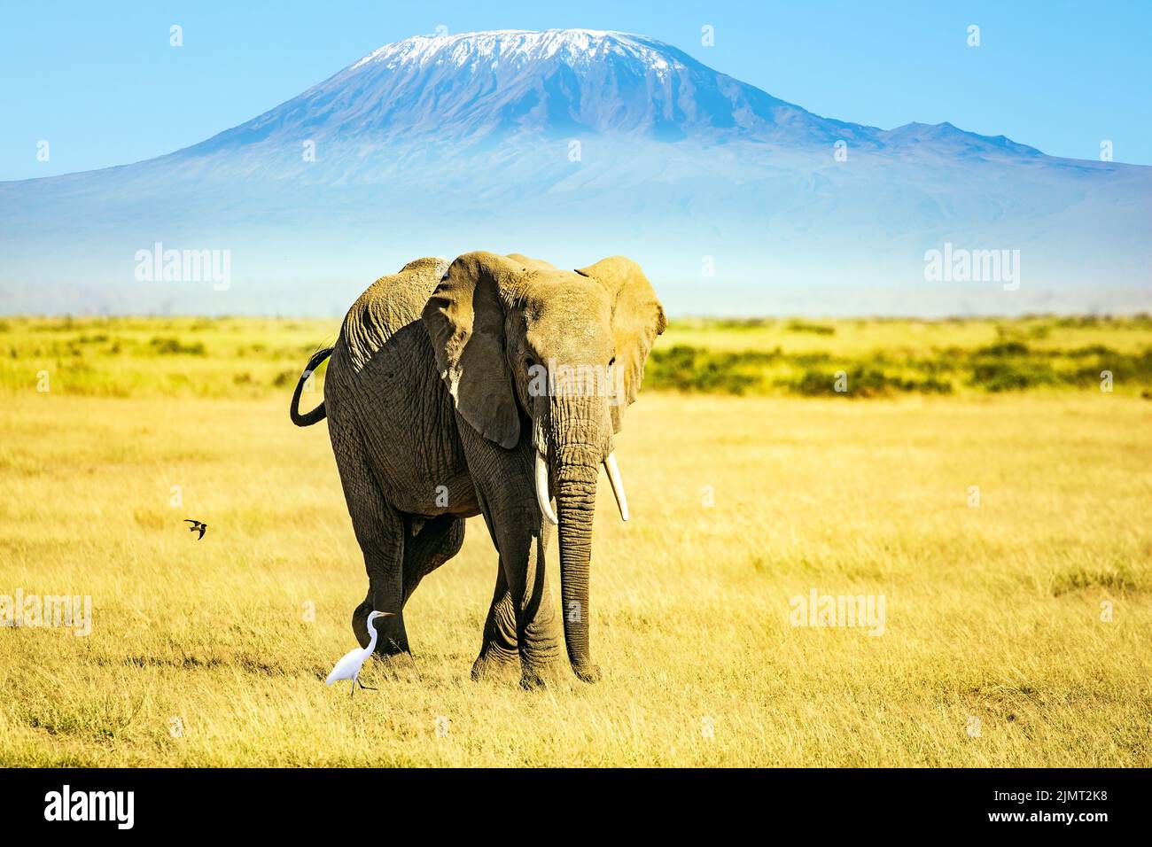 Journey to the African savannah Stock Photo - Alamy