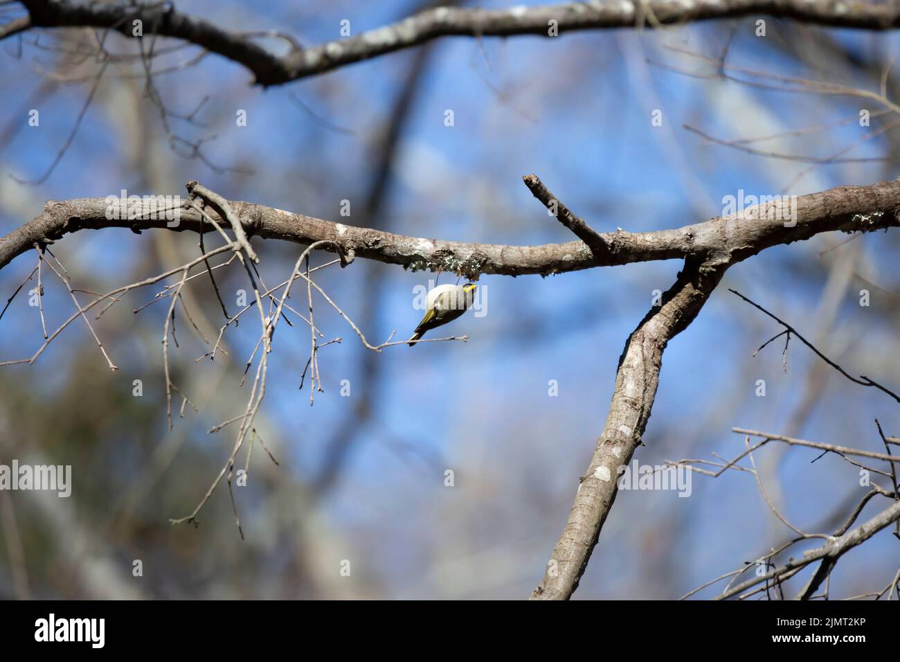 Curious golden-crowned kinglet (Regulus satrapa) hanging from a tree ...
