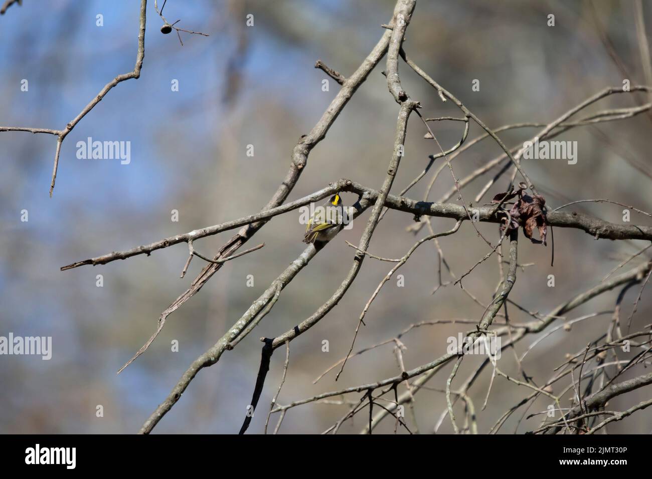 Side and yellow head stripe of a golden-crowned kinglet (Regulus ...