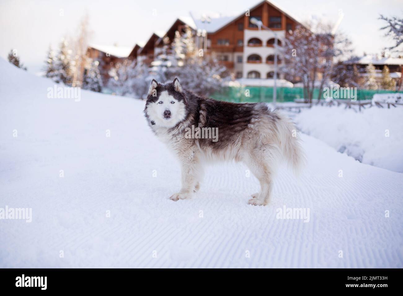 Cute alaskan malamute dog hi-res stock photography and images - Alamy
