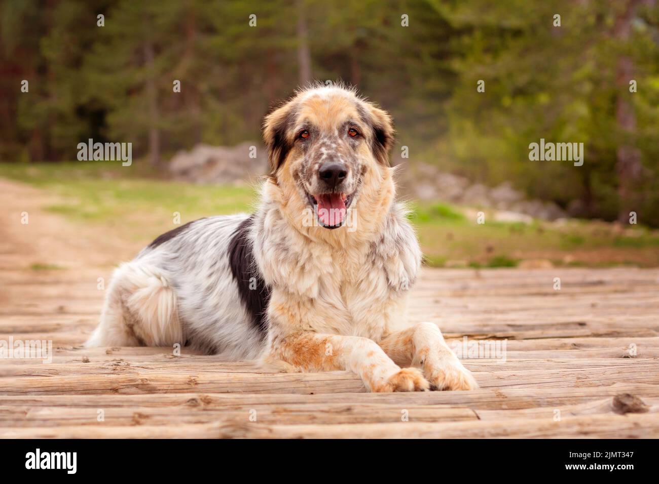 Big dog lying outdoors on the wooden bridge logs Stock Photo - Alamy
