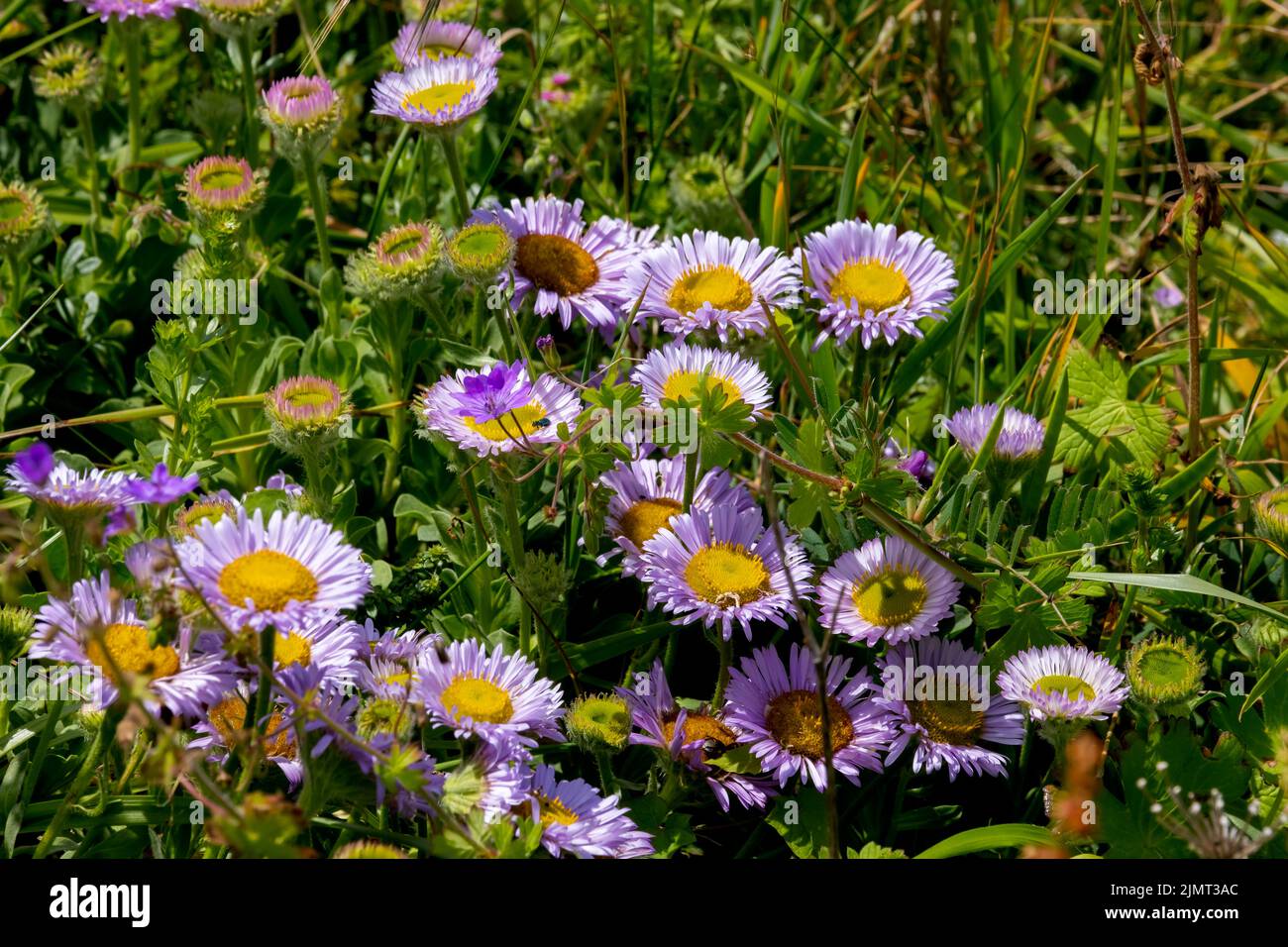 Seaside Daisy, Erigeron glaucus Ker Gawi, flowering on a cliff top by ...