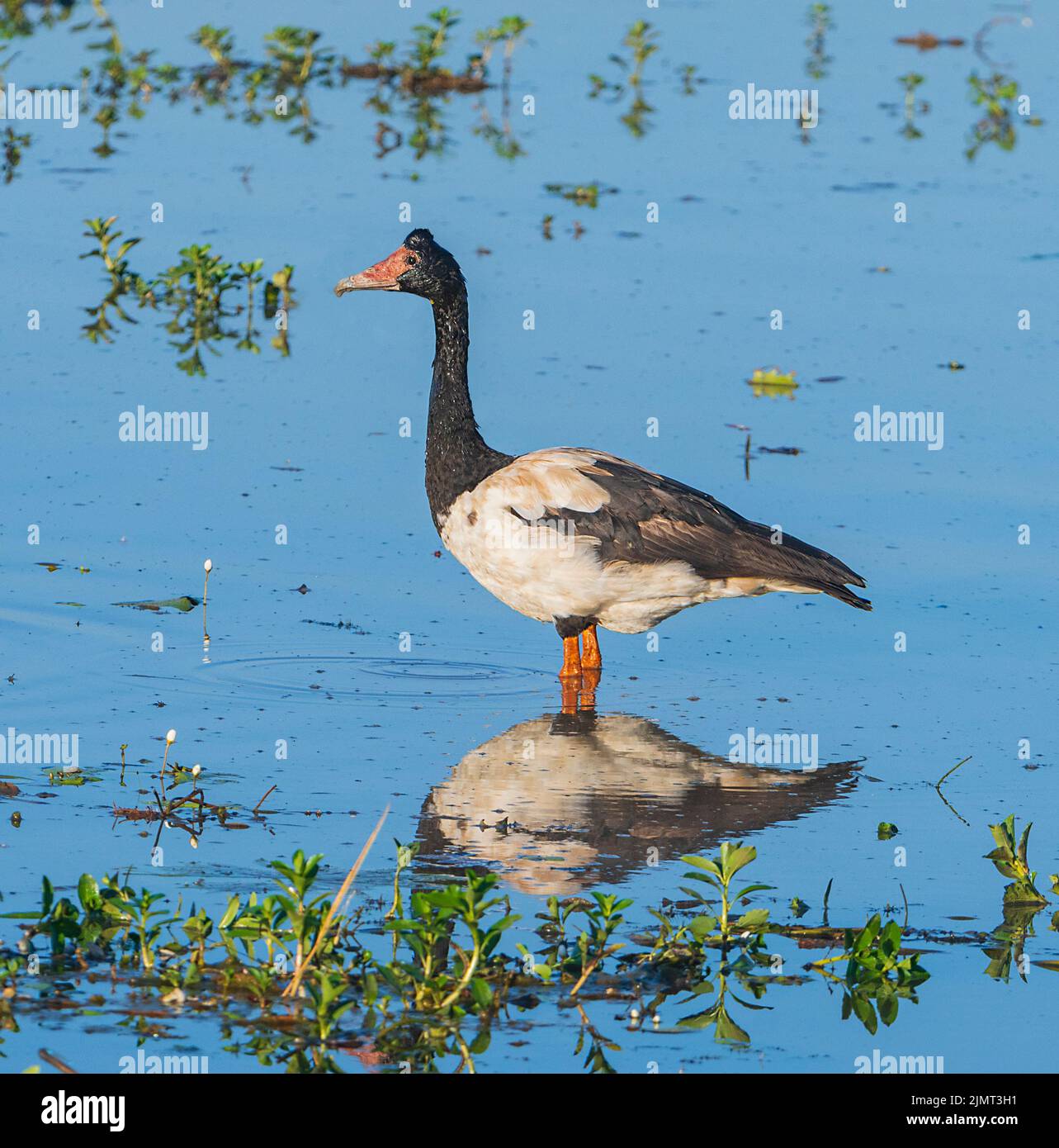 Magpie geese nt hi-res stock photography and images - Alamy