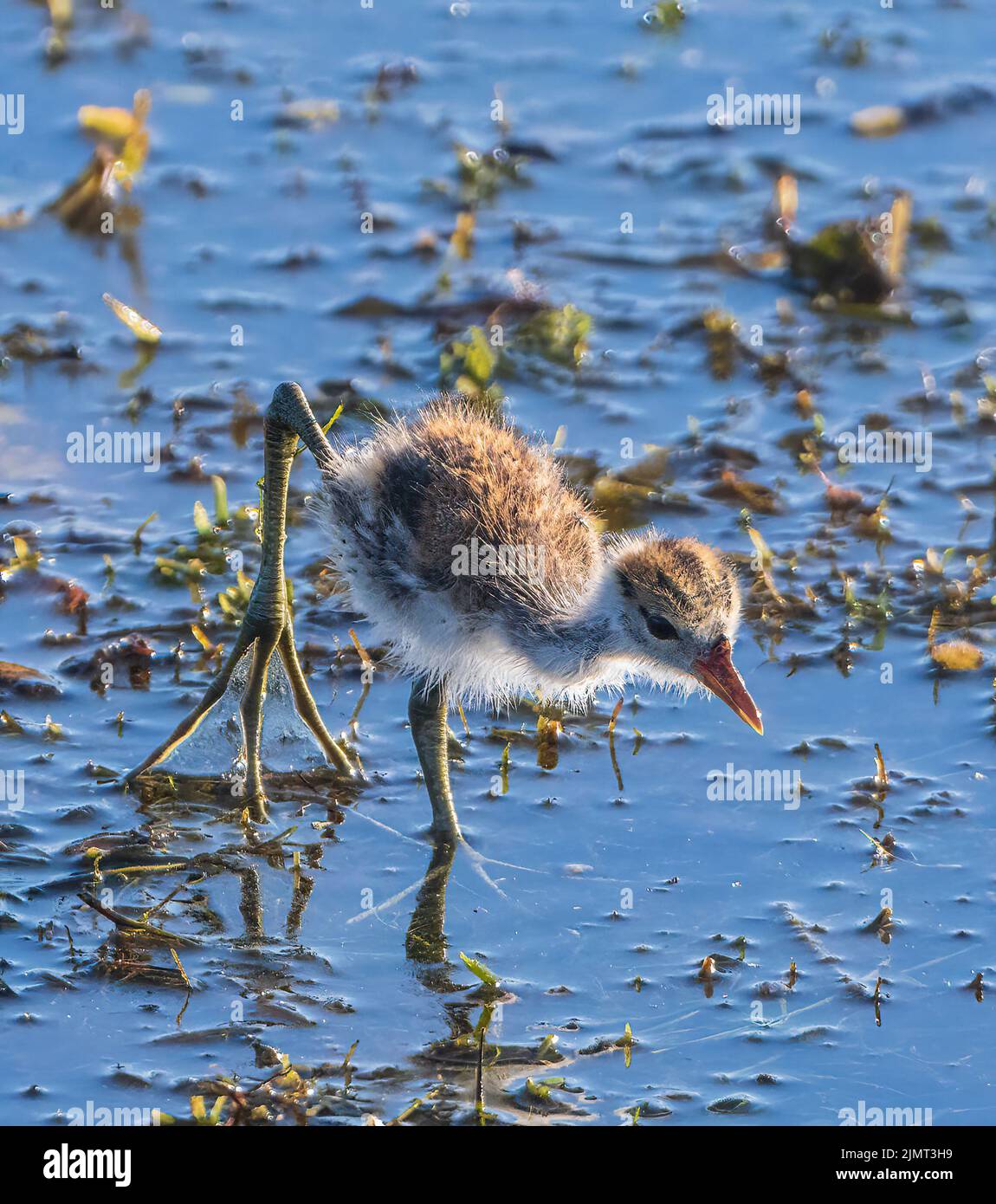 Chick Comb-crested Jacana (Irediparra gallinacea), Yellow Waters ...