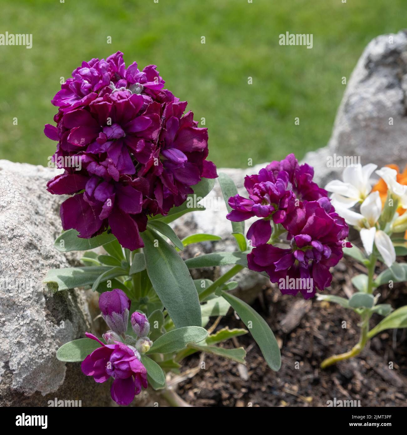 Matthiola incana hi-res stock photography and images - Alamy