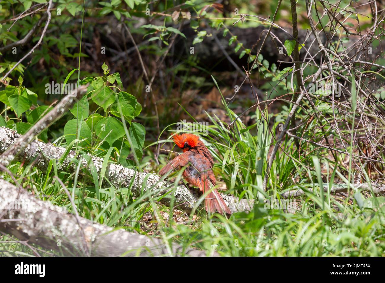 Molting male cardinal (Cardinalis cardinalis) grooming from his perch ...