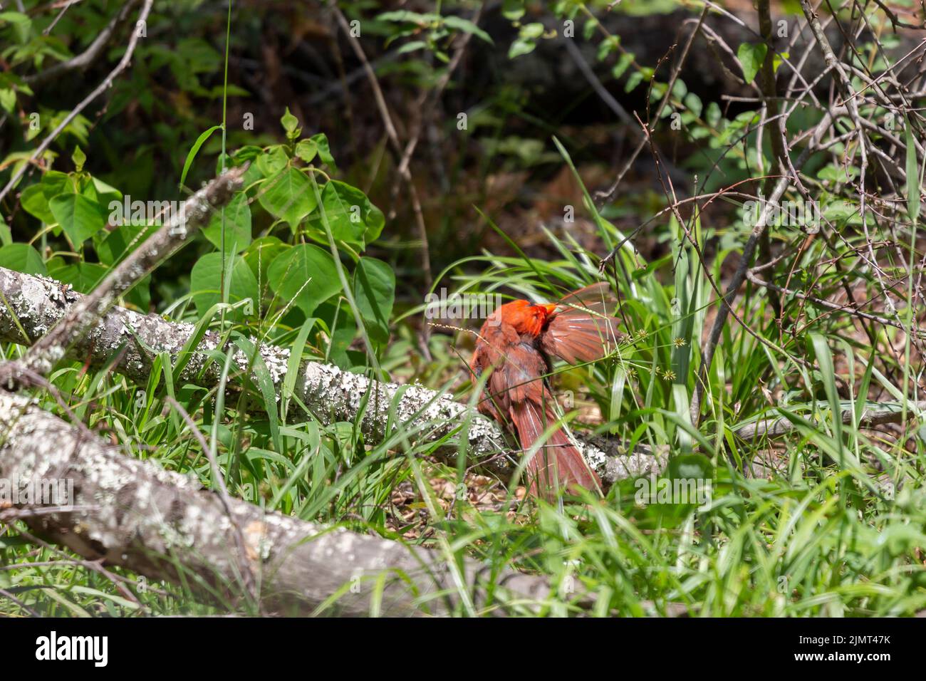 Molting male cardinal (Cardinalis cardinalis) grooming from his perch ...