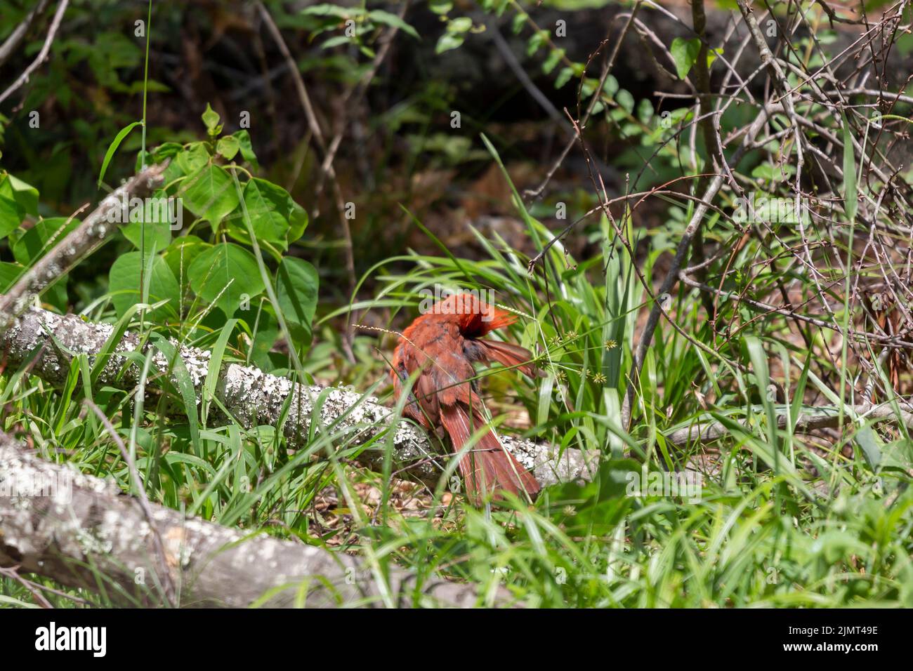 Molting male cardinal (Cardinalis cardinalis) grooming from his perch ...
