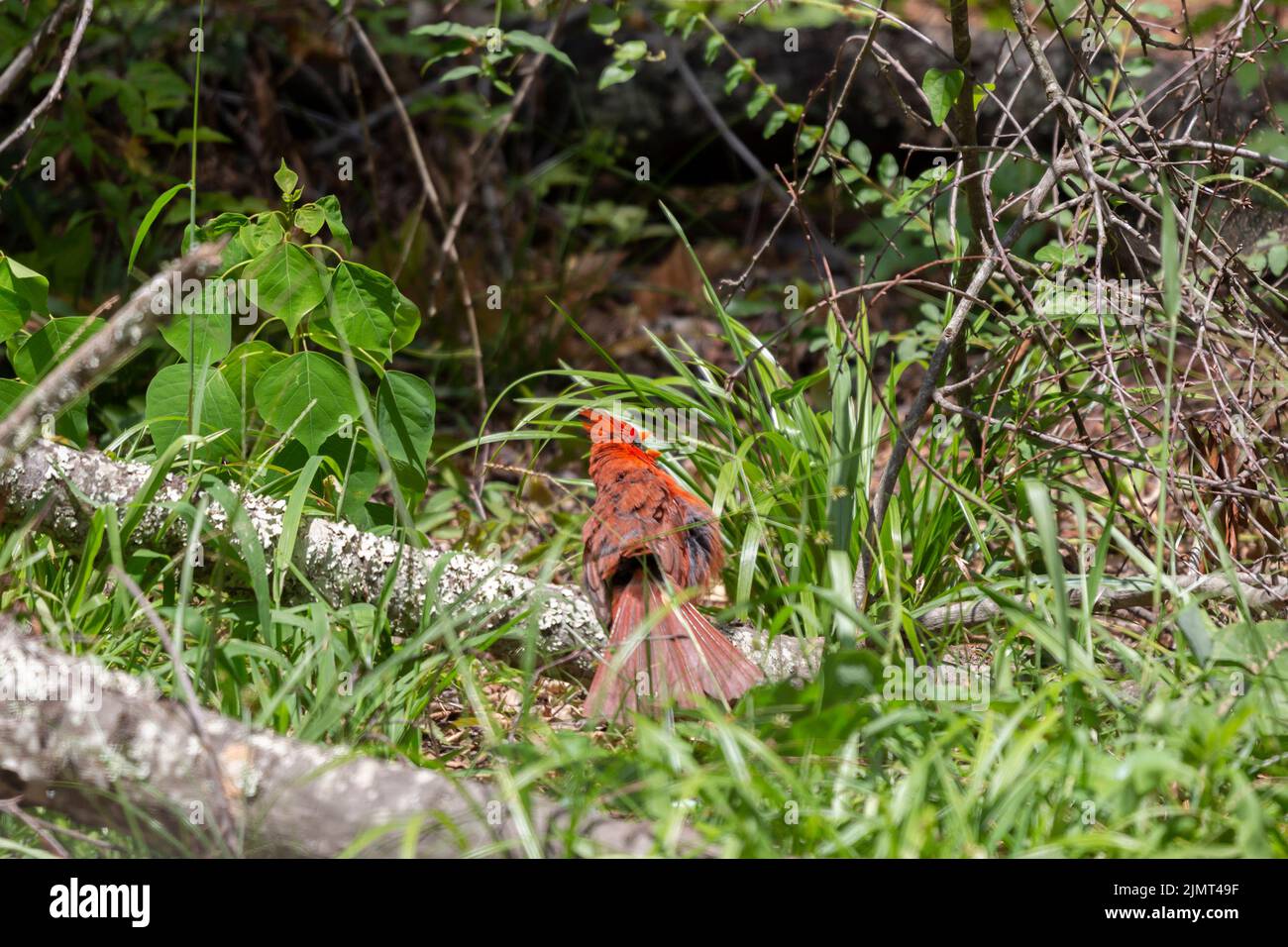 Molting male cardinal (Cardinalis cardinalis) chirping as he looks ...