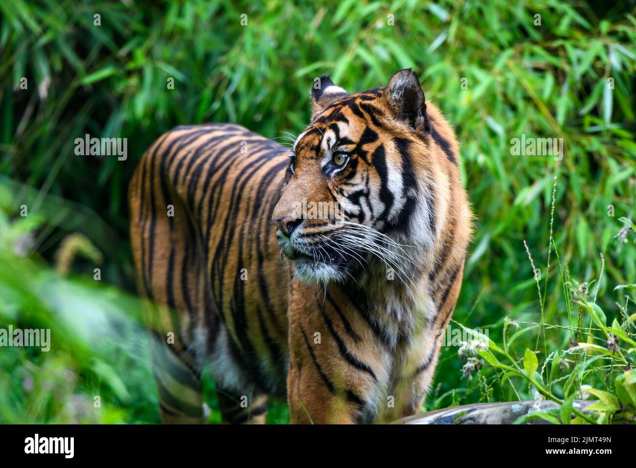 Close-up of a Sumatran tiger in jungle Stock Photo - Alamy