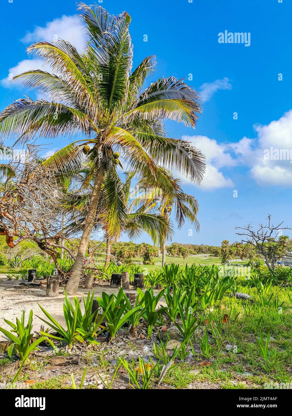 Ancient Tulum ruins Mayan site with temple ruins pyramids and artifacts ...