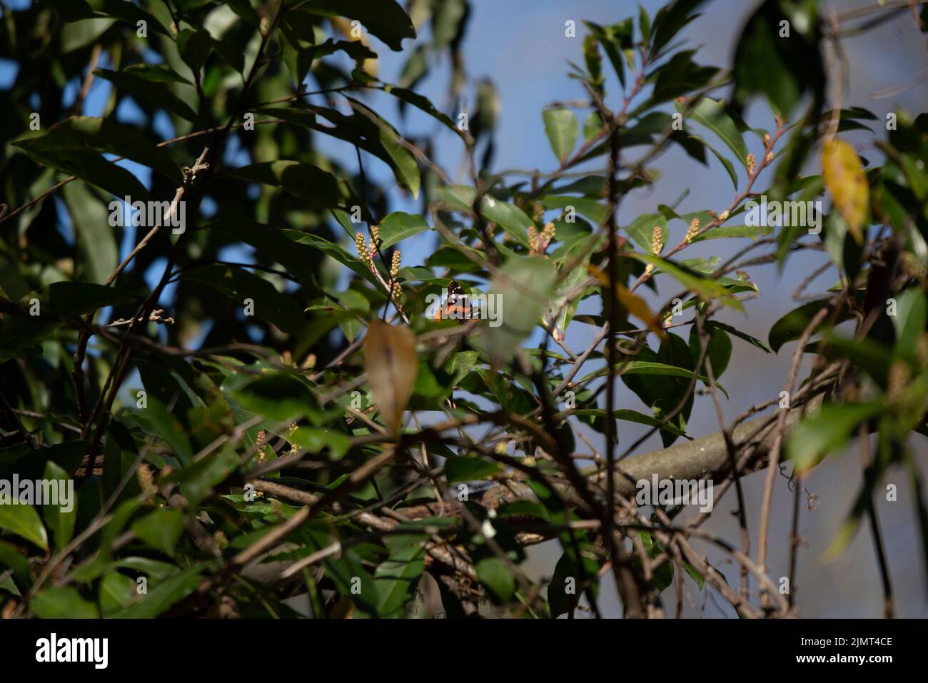 Red admiral butterfly (Vanessa atalanta) partially hidden in green ...