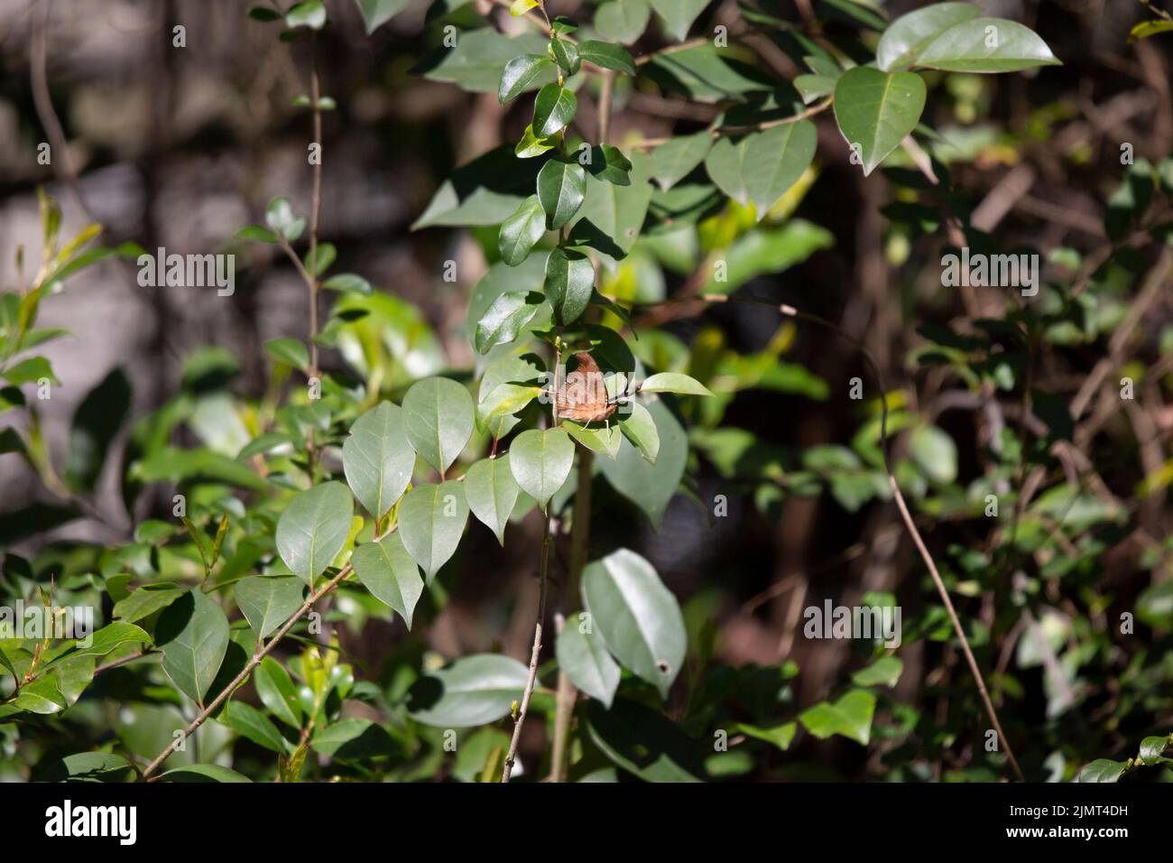 Outer wing of a question mark butterfly (Polygonia interrogationis ...