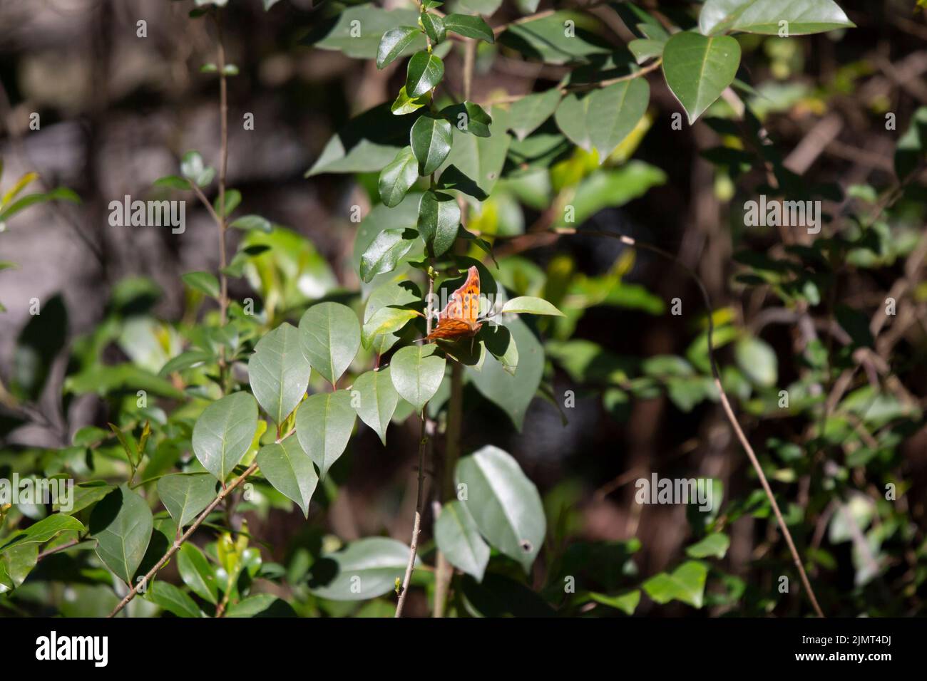 Question mark butterfly (Polygonia interrogationis) perched on a green ...