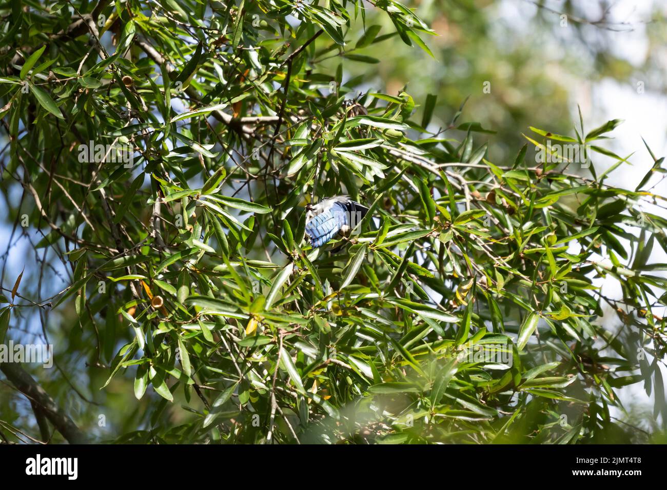 Tail of a blue jay (Cyanocitta cristata) foraging in an oak tree Stock ...