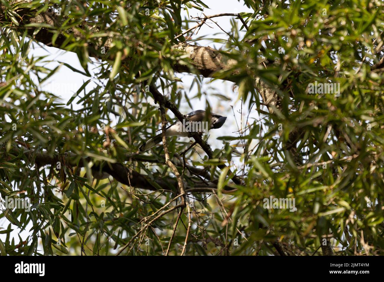 Blue jay (Cyanocitta cristata) cracking open an acorn snack Stock Photo ...