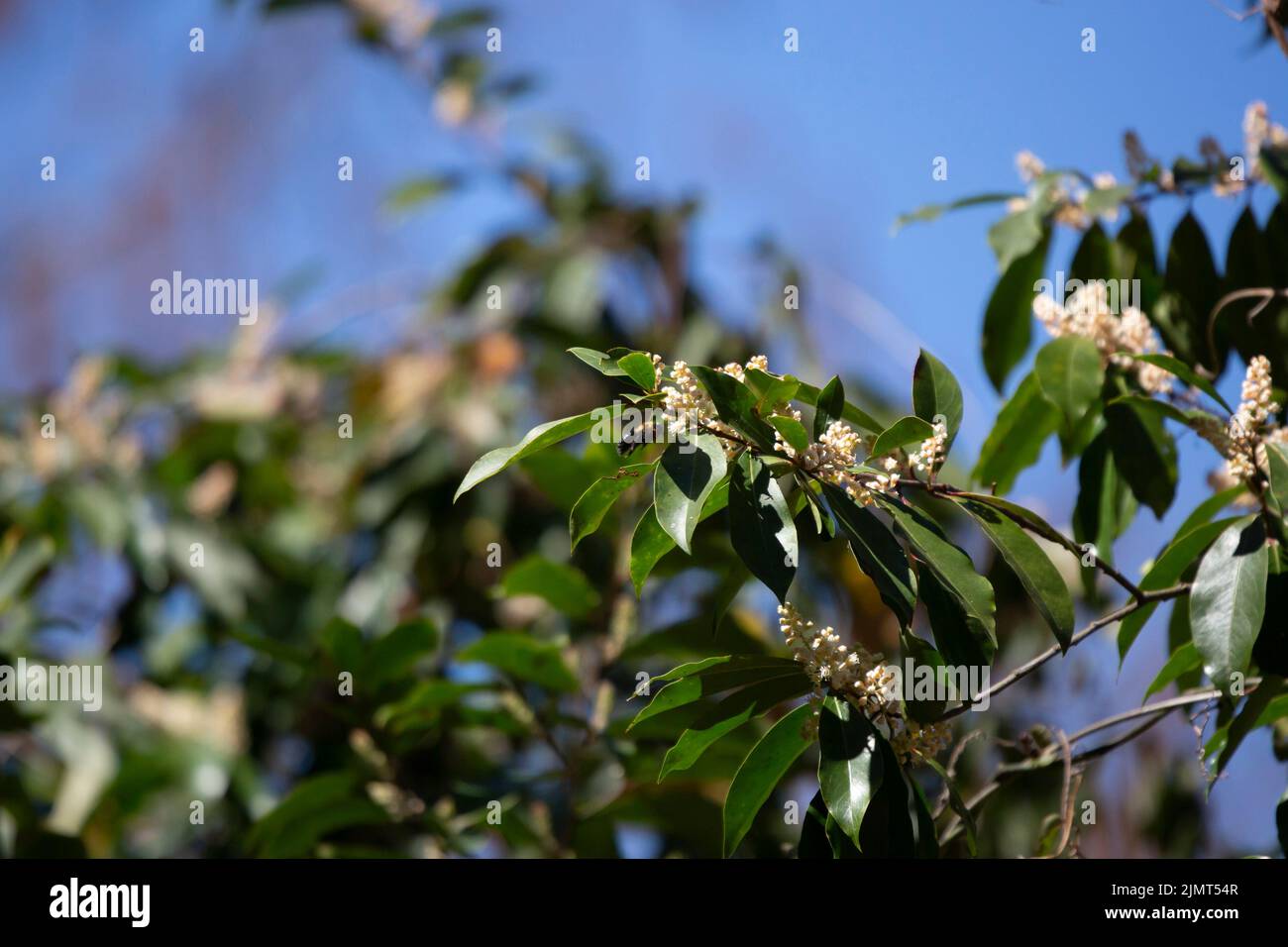 Eastern carpenter bee (Xylocopa virginica) flying toward a bush Stock ...