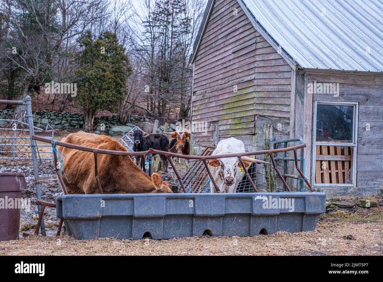 Old cows hi-res stock photography and images - Alamy