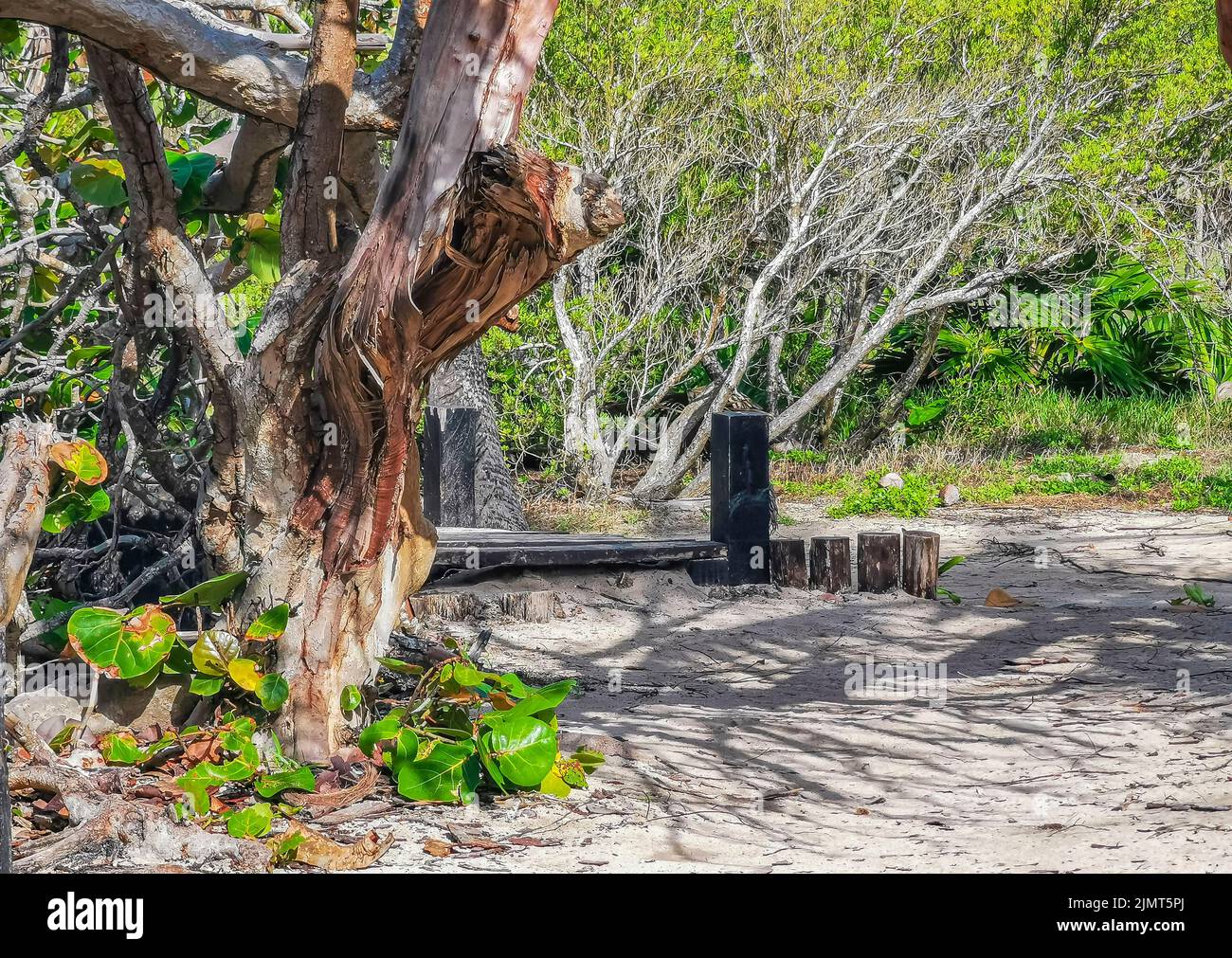 Ancient Tulum ruins Mayan site with temple ruins pyramids and artifacts ...