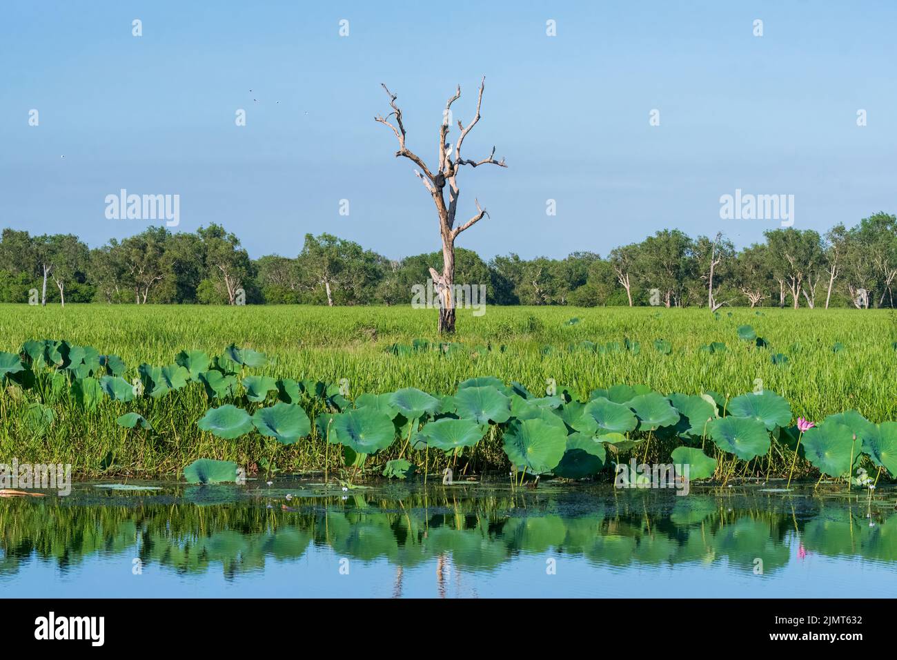Scenic view of renowned Yellow Waters Billabong, Kakadu National Park ...