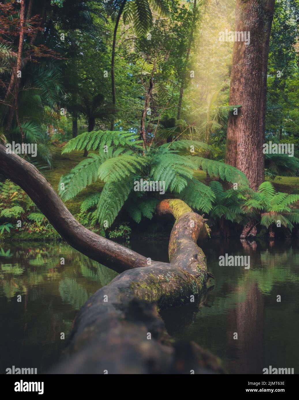 A vertical shot of a tree branch over a river Stock Photo - Alamy