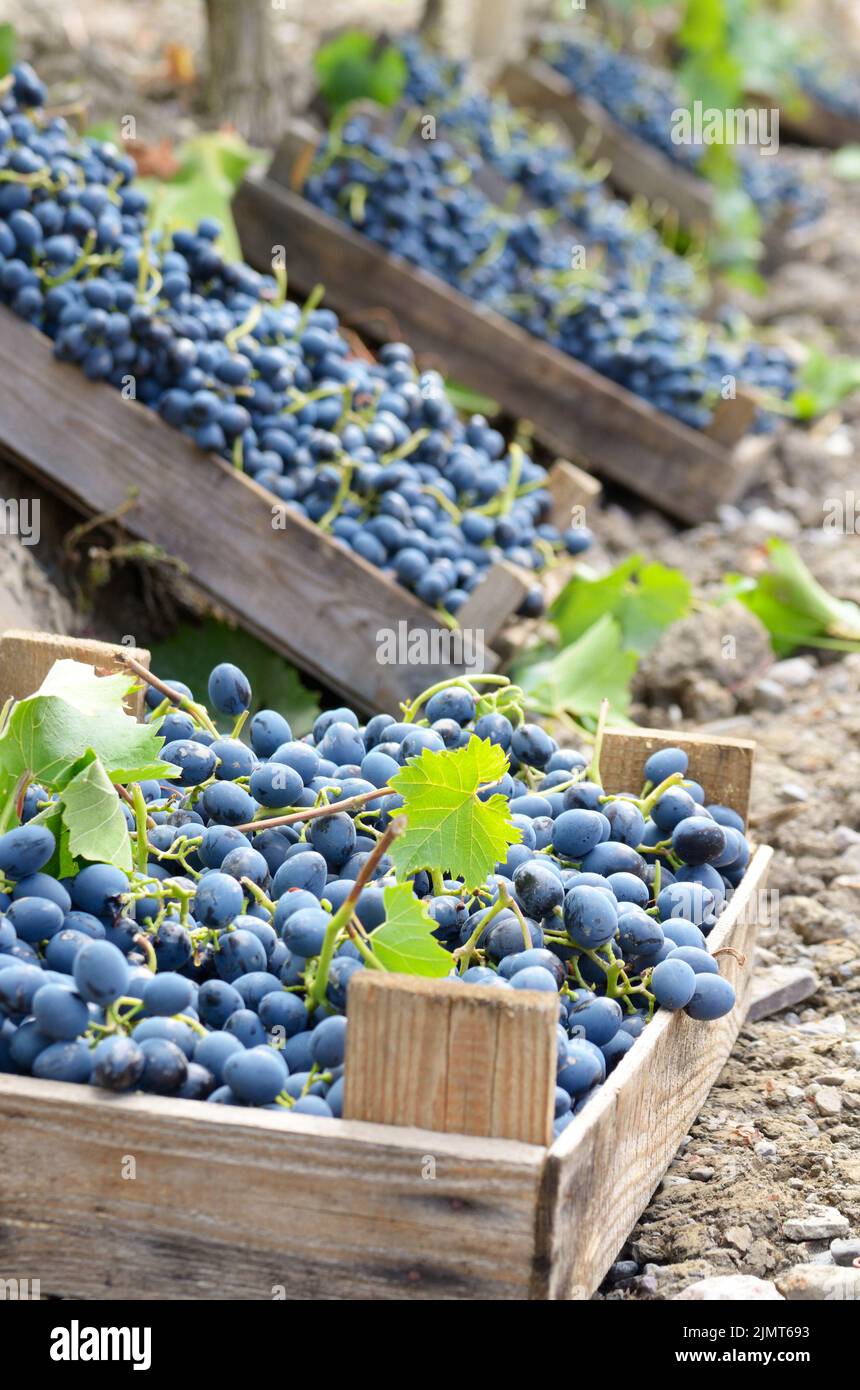 Grape crop hi-res stock photography and images - Alamy