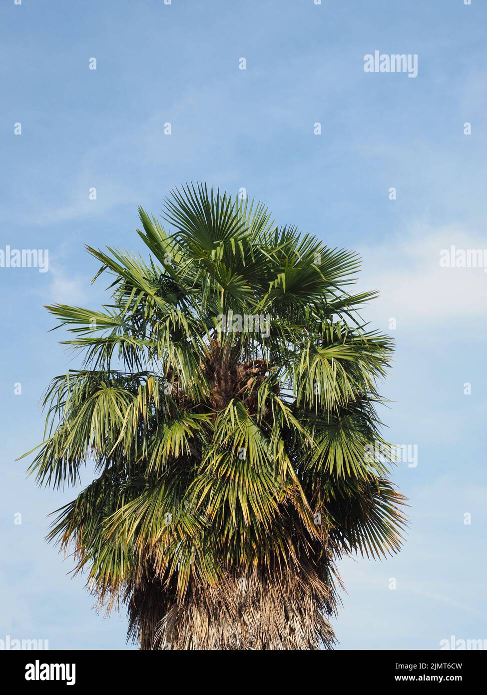 palm tree scientific classification Arecaceae over blue sky with copy ...