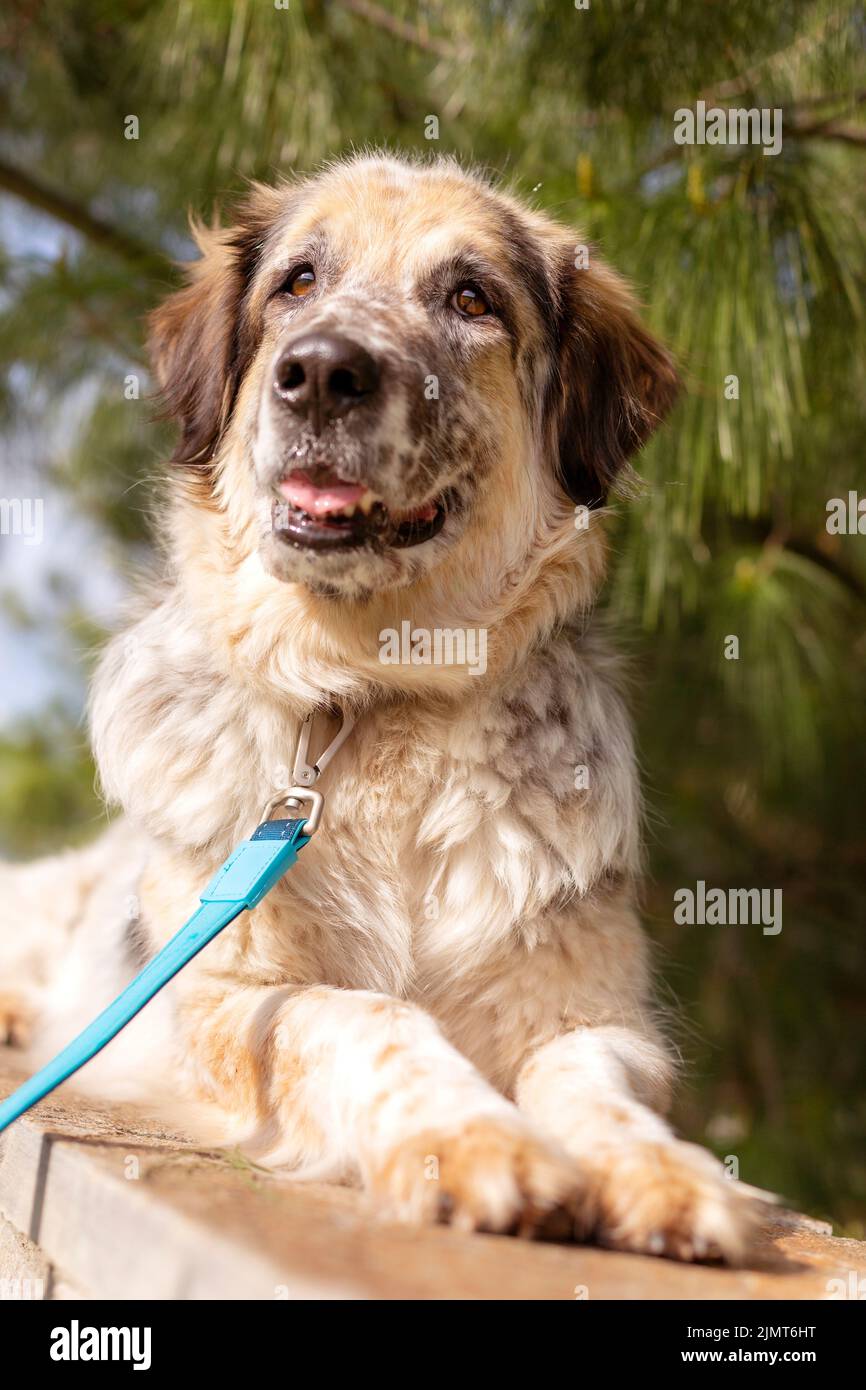 Big fluffy mixed breed dog lying down Stock Photo - Alamy
