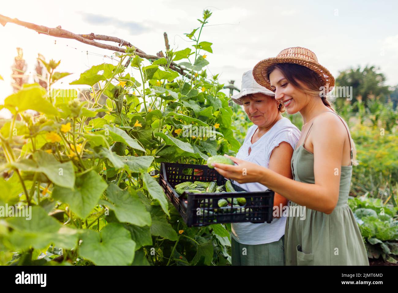 Women farmers picking cucumbers on summer farm. Mother and adult ...