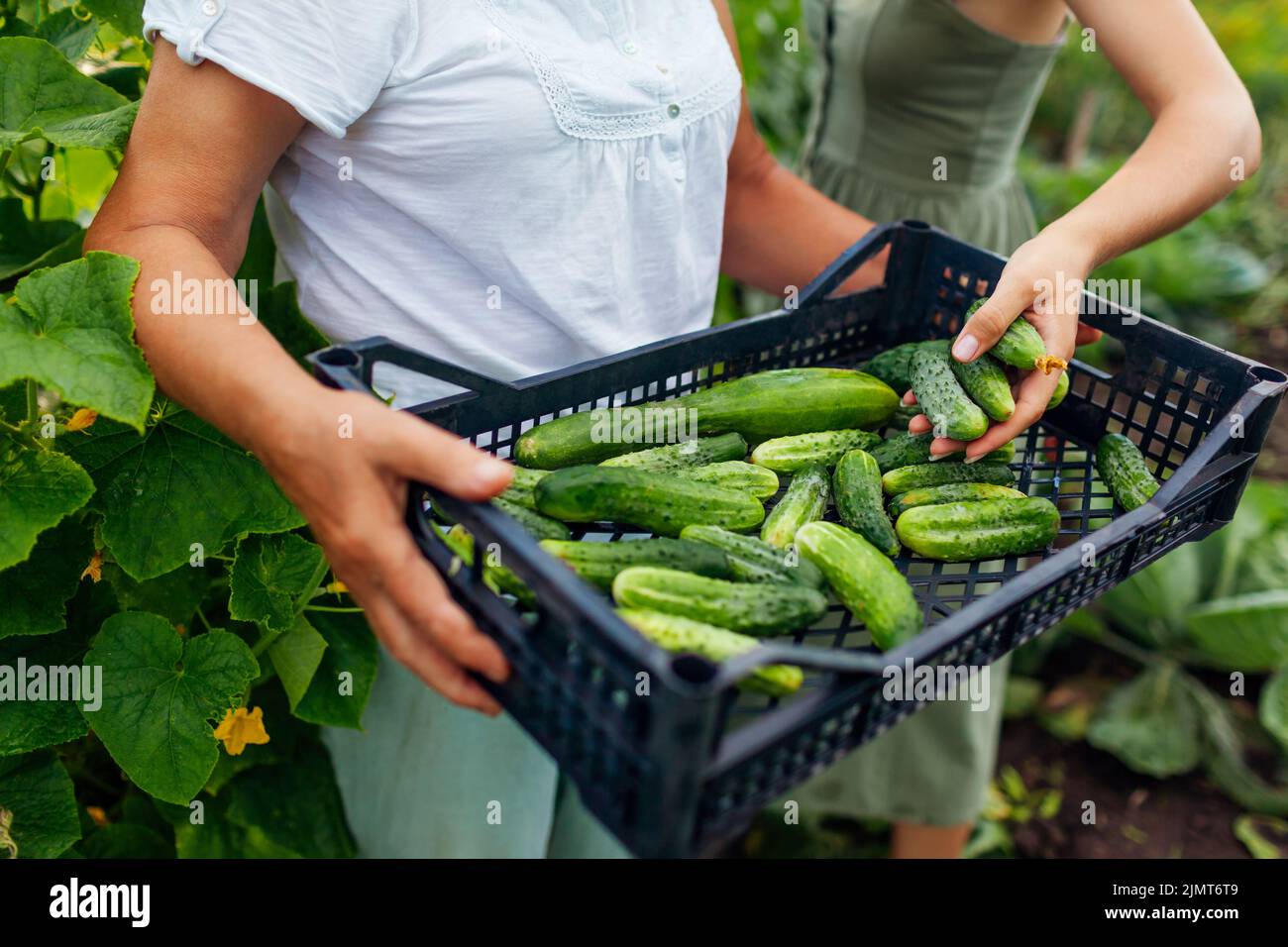 Cucumbers in crate hi-res stock photography and images - Alamy