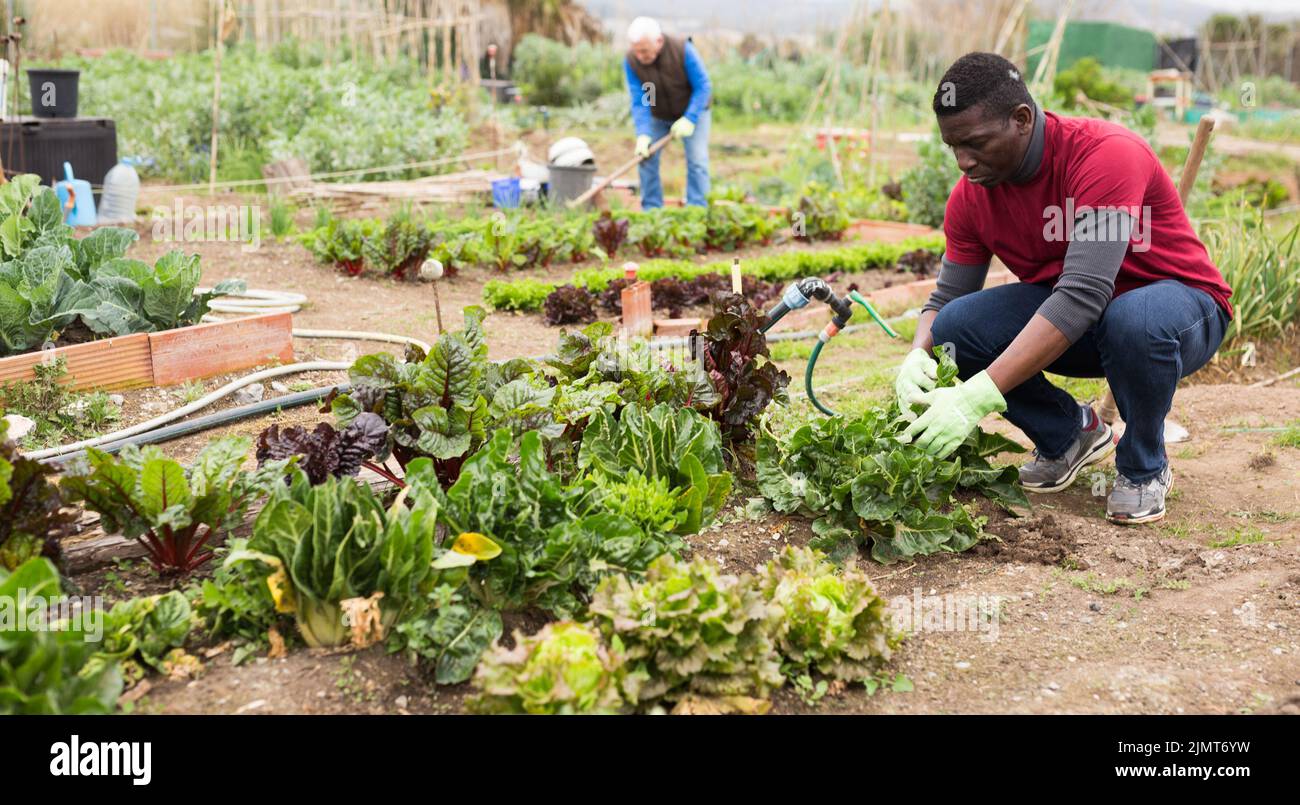 African american male gardener during harvesting of lettuce Stock Photo ...